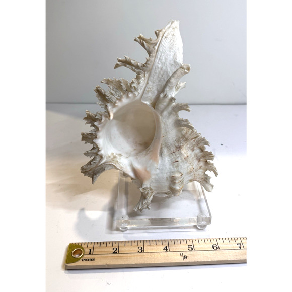 Accents | Large Natural Conch Sea Shell White Murex Ramosus On Base 8x6 ...